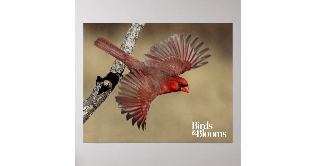 Northern Cardinal In Flight Poster | Zazzle