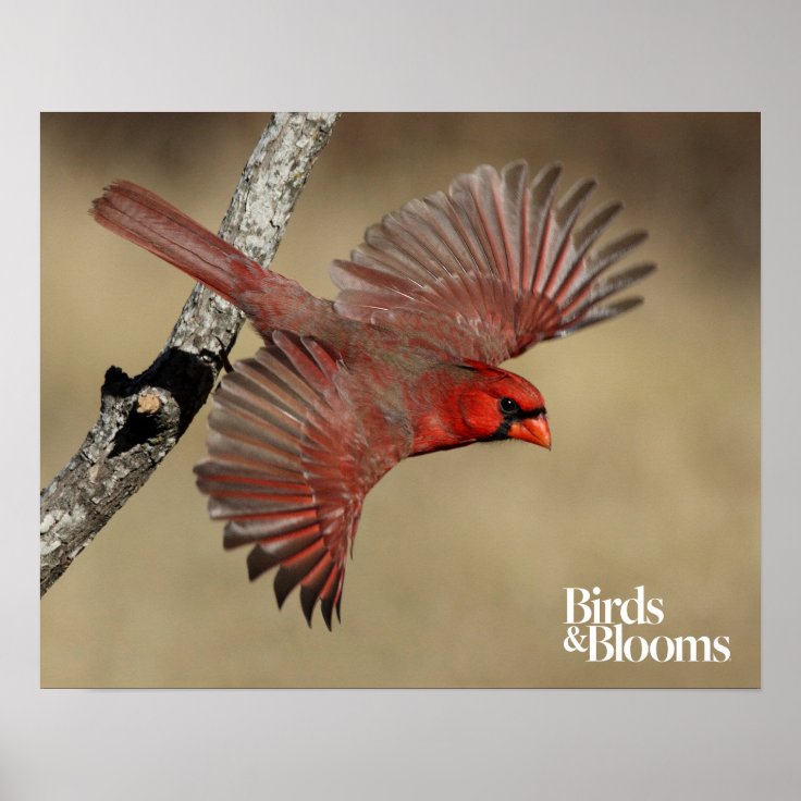 Northern Cardinal In Flight Poster | Zazzle