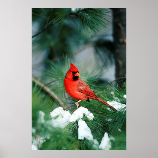 Northern Cardinal male on tree, IL Poster | Zazzle.com