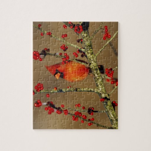 Northern Cardinal male perched, IL Jigsaw Puzzle | Zazzle