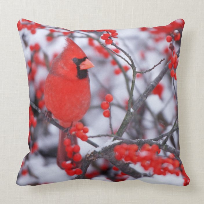 Northern Cardinal male, Winter, IL Throw Pillow | Zazzle.com