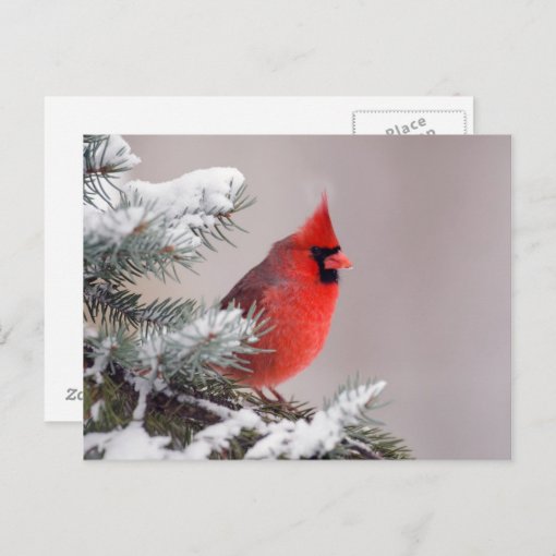 Northern Cardinal Perched In A Tree Postcard | Zazzle