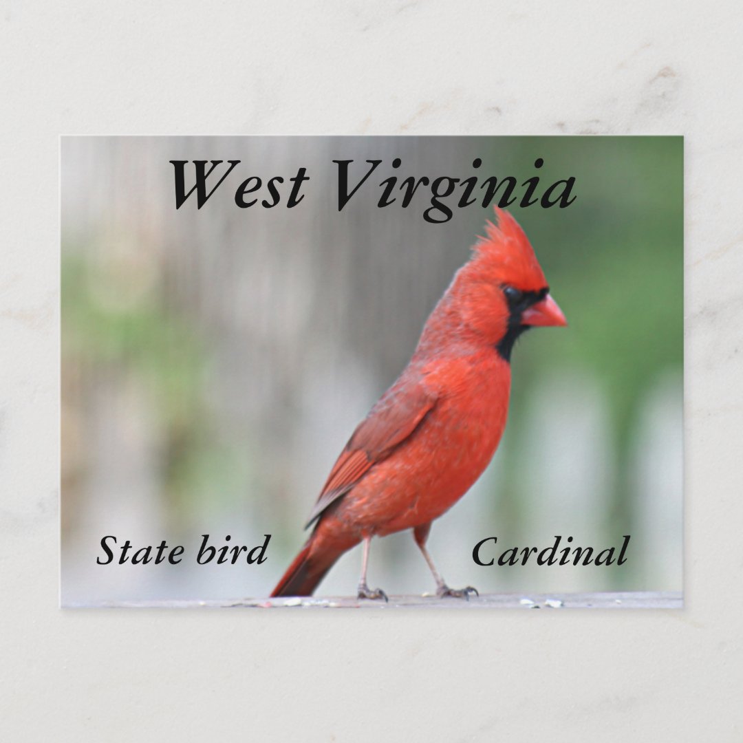 Northern Cardinal photo Postcard | Zazzle
