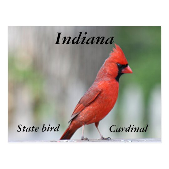 Northern Cardinal photo Postcard | Zazzle.com