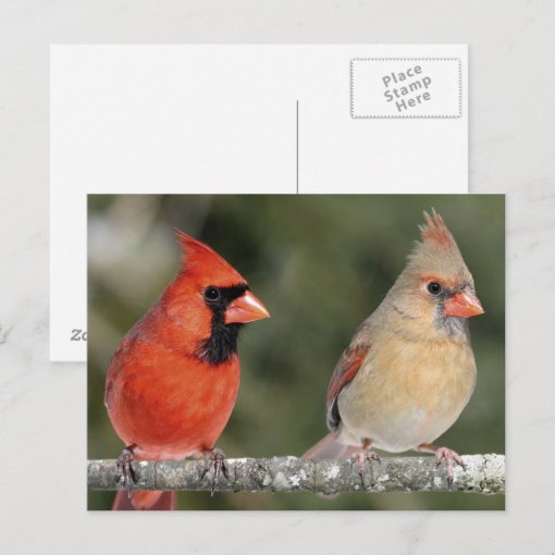 Northern Cardinal Photograph Postcard | Zazzle