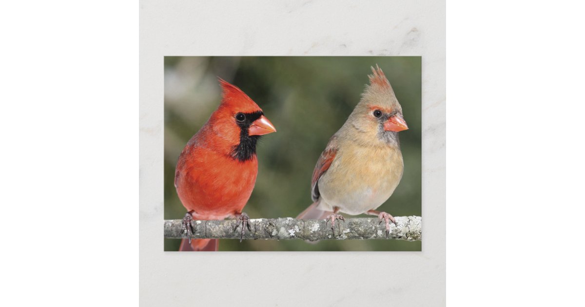 Northern Cardinal Photograph Postcard | Zazzle