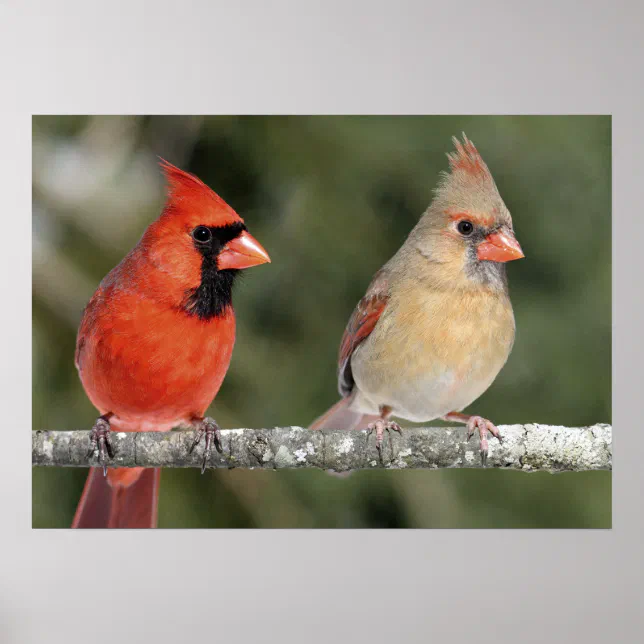 Northern Cardinal Photograph Poster | Zazzle