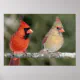 Northern Cardinal Photograph Poster | Zazzle