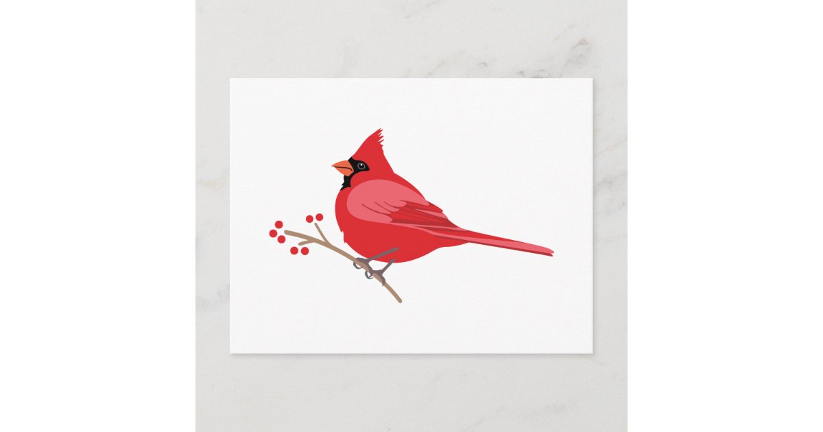 Northern Cardinal Postcard | Zazzle