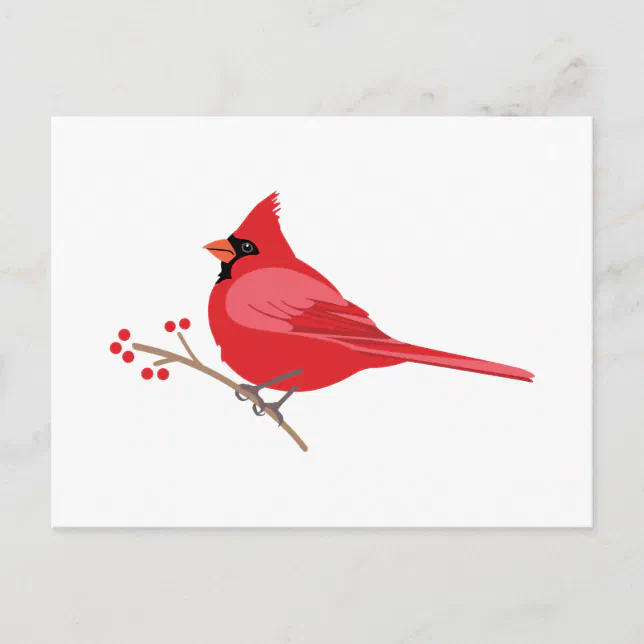 Northern Cardinal Postcard | Zazzle