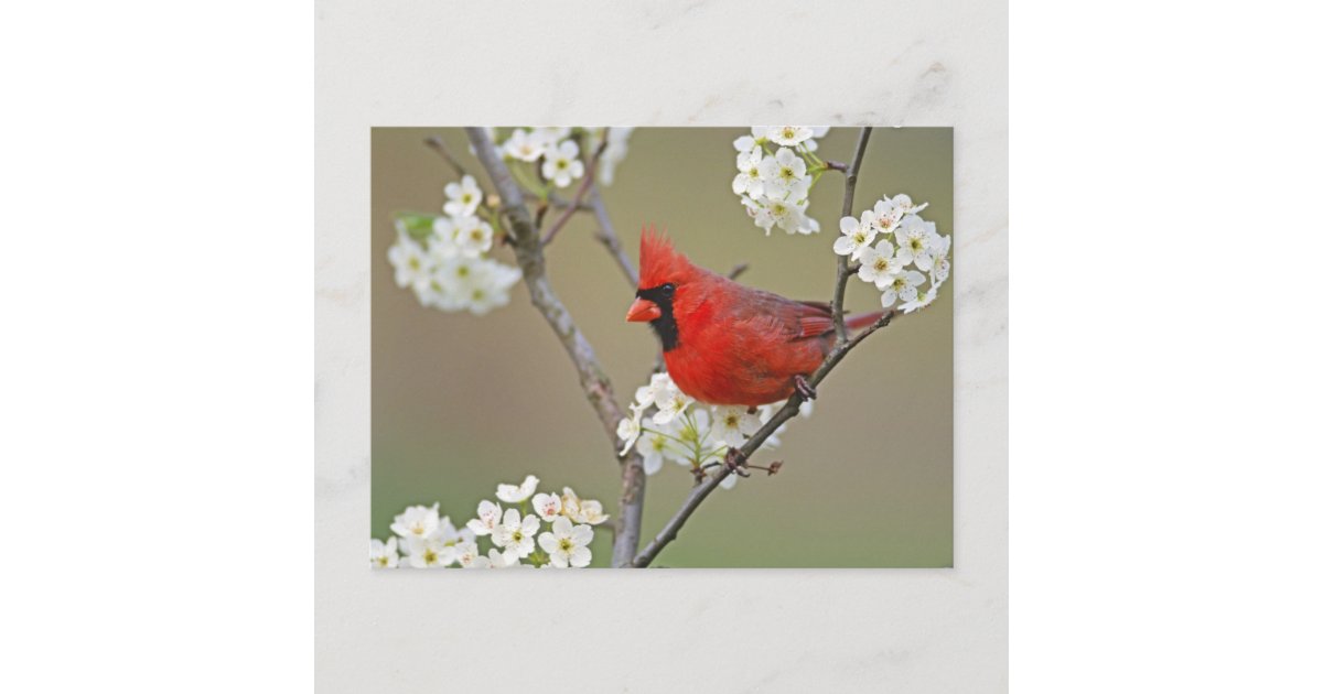 Northern Cardinal Postcard | Zazzle