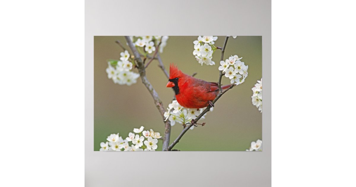 Northern Cardinal Poster | Zazzle