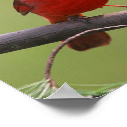 Northern Cardinal Poster | Zazzle