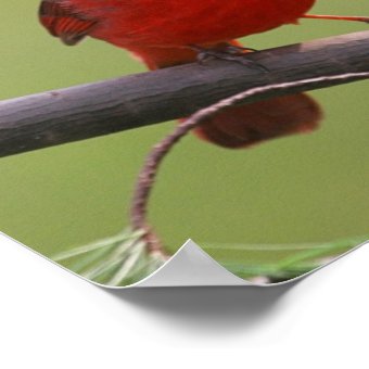 Northern Cardinal Poster | Zazzle