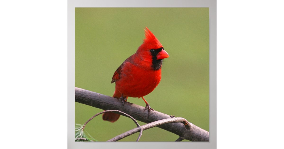 Northern Cardinal Poster | Zazzle