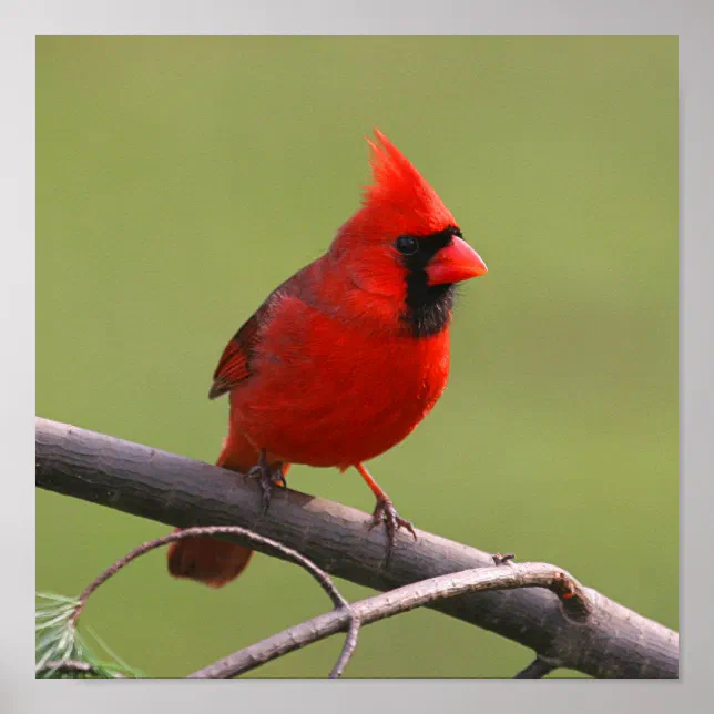Northern Cardinal Poster | Zazzle