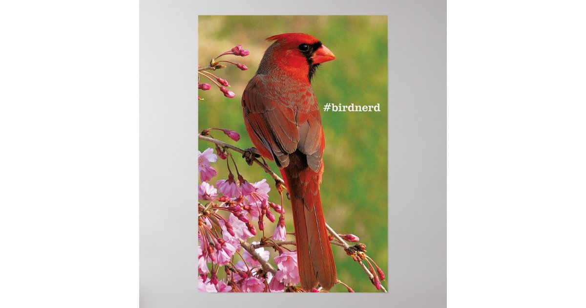 Northern Cardinal Poster | Zazzle