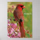 Northern Cardinal Poster | Zazzle
