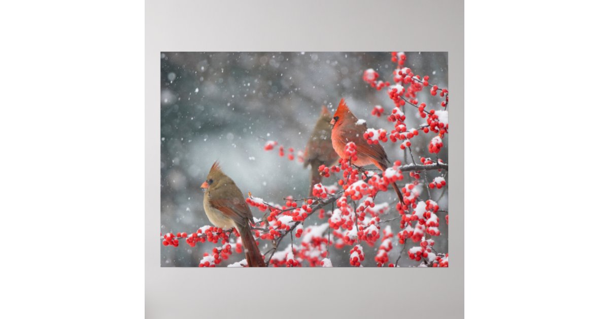 Northern Cardinals | Marion, Illinois Poster | Zazzle