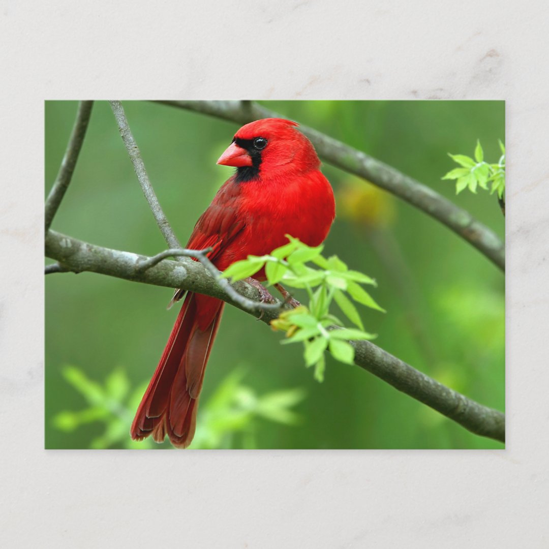 Northern cardinals postcard | Zazzle