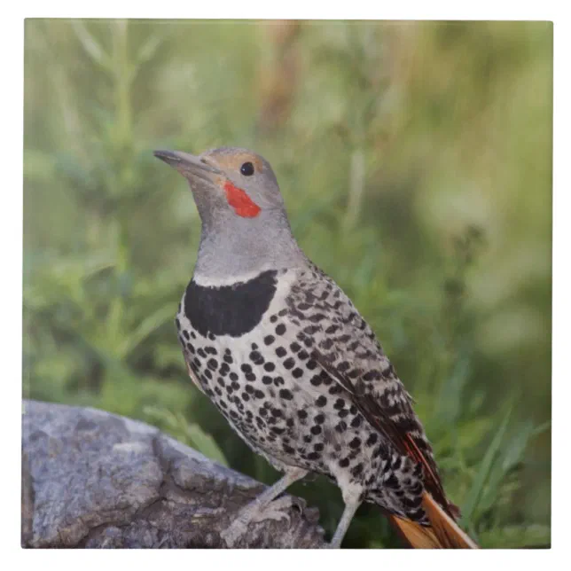 Northern Flicker, Colaptes auratus, Red-shafted Ceramic Tile | Zazzle