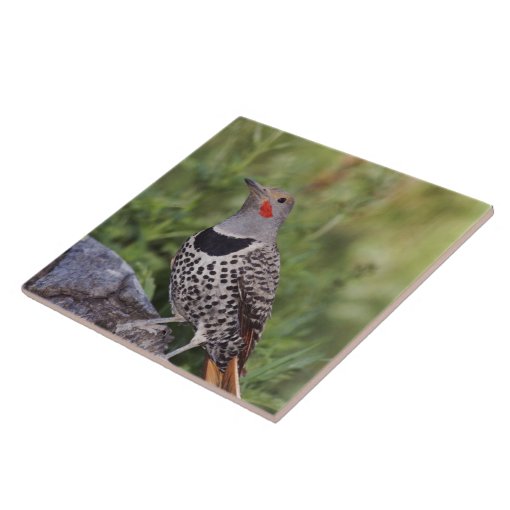 Northern Flicker, Colaptes auratus, Red-shafted Ceramic Tile | Zazzle
