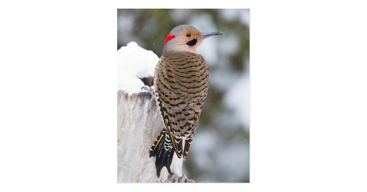 Northern Flicker male in winter Postcard | Zazzle.com