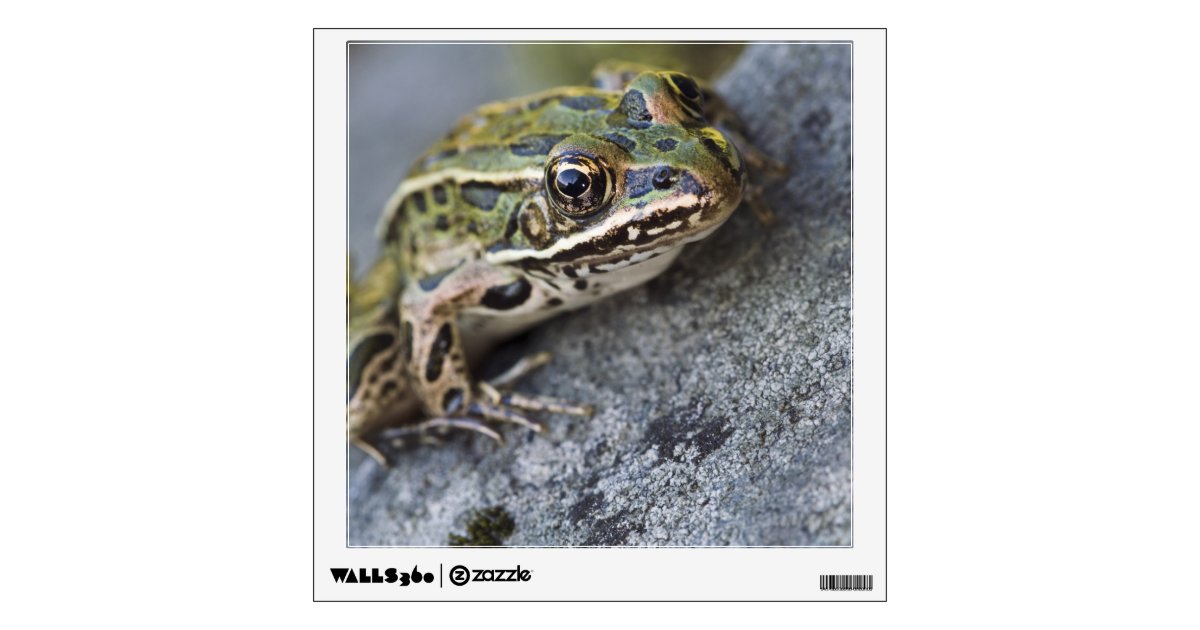 Northern Leopard frog, See-through Island, Wall Sticker | Zazzle