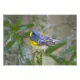 Northern Parula Parula americana) Photo Print | Zazzle