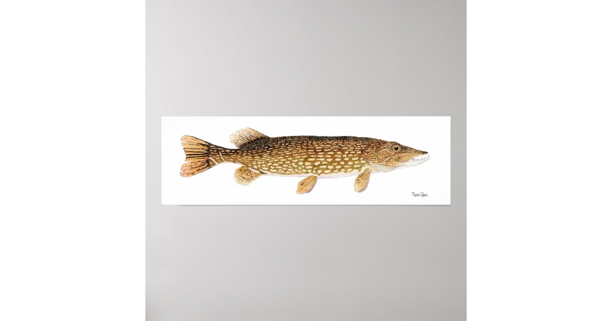 Northern Pike Art Poster | Zazzle