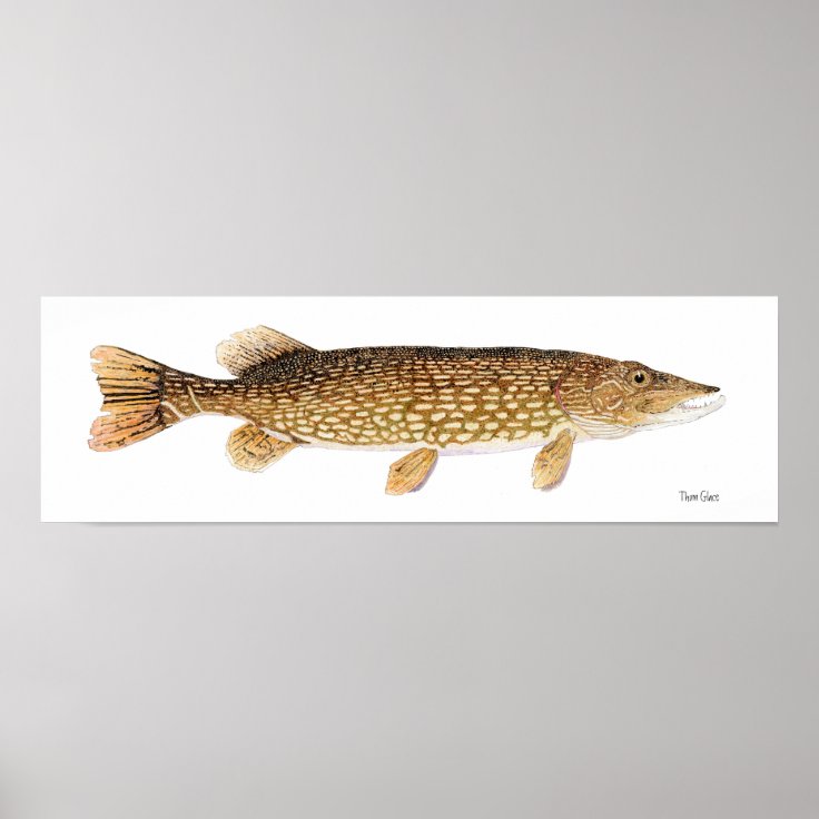 Northern Pike Art Poster | Zazzle