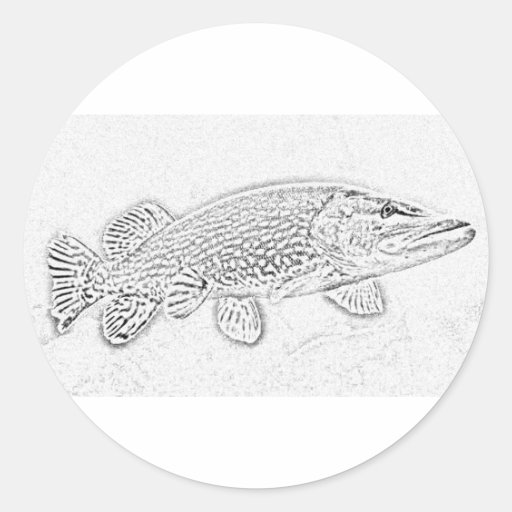 Walleye Pike Fish Coloring Pages
