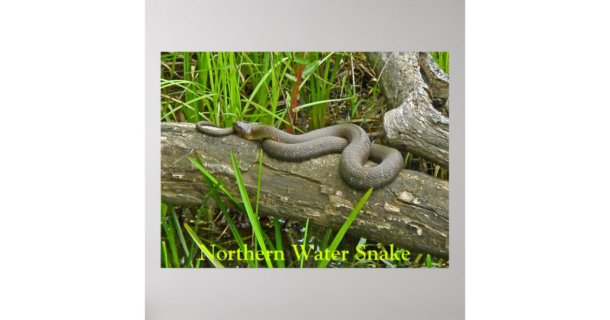 Northern Water Snake Basking on Log Multiple Items Poster | Zazzle