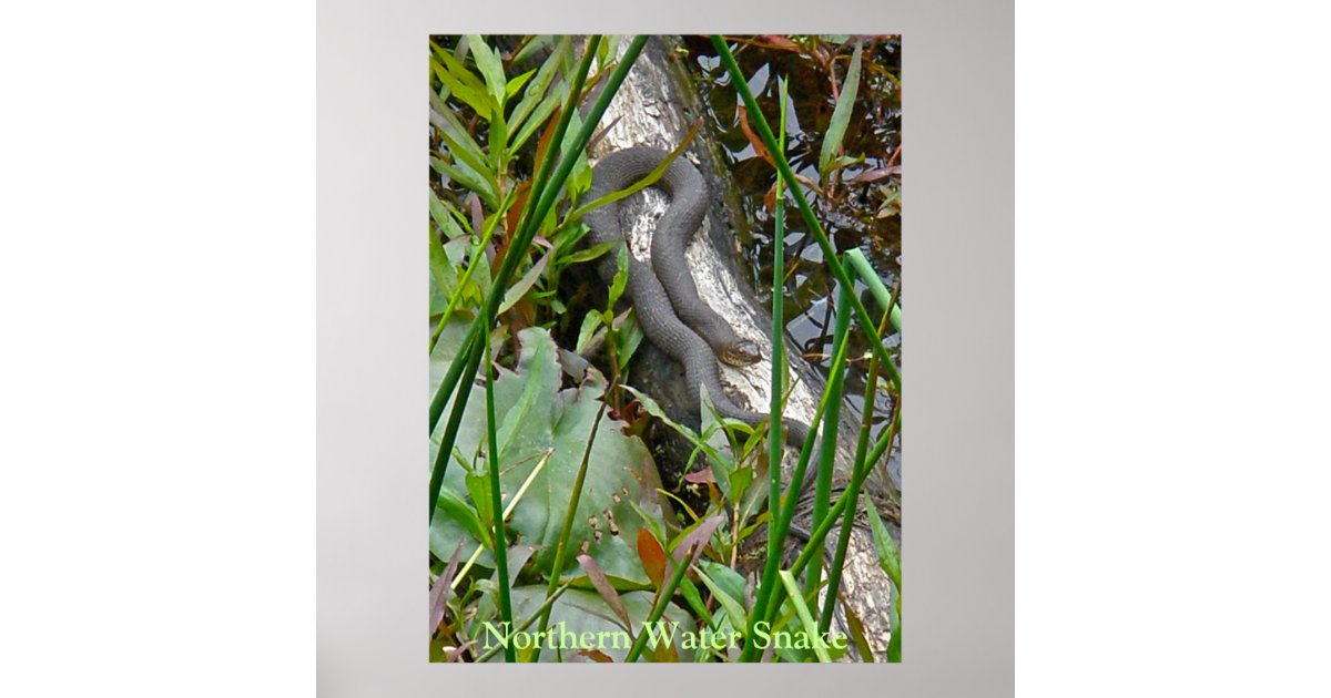 Northern Water Snake Basking on Log Multiple Items Poster | Zazzle