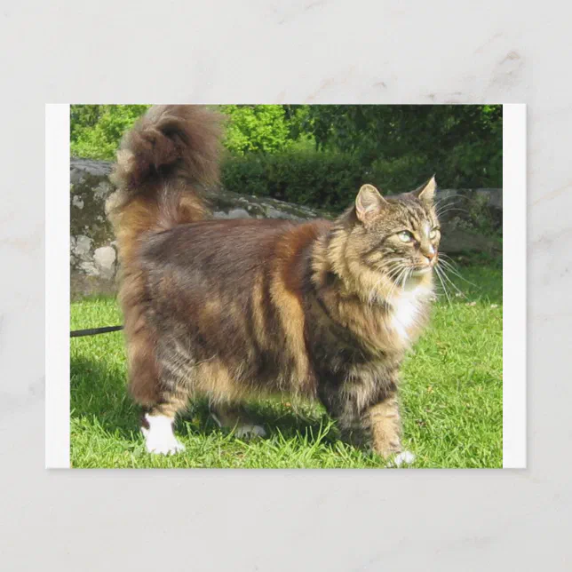 norwegian forest cat full.png postcard | Zazzle