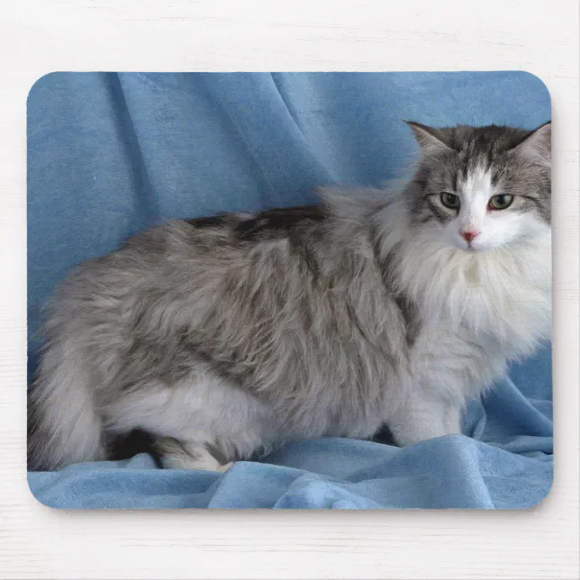 Norwegian Forest, silver, tabby and white Mouse Pad | Zazzle