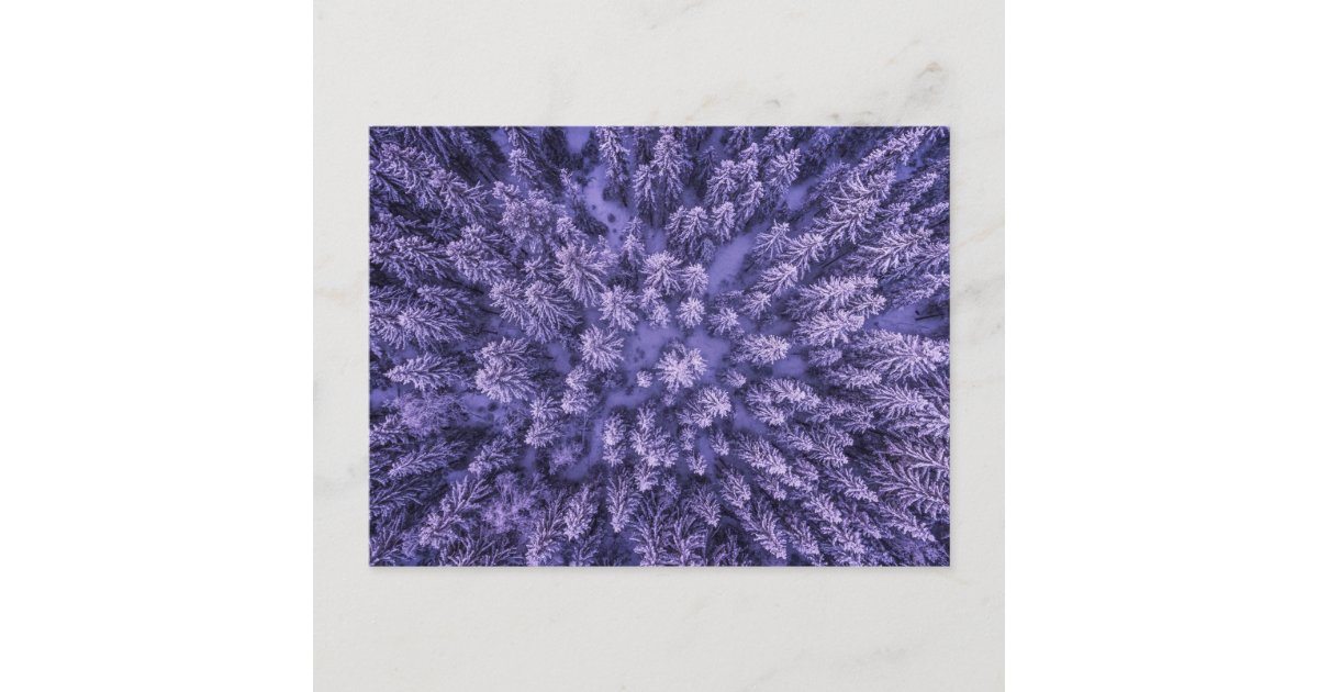 Norwegian Snow Forest Postcard | Zazzle