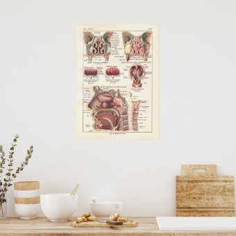 Nose & Sinuses Anatomy Poster in French | Zazzle