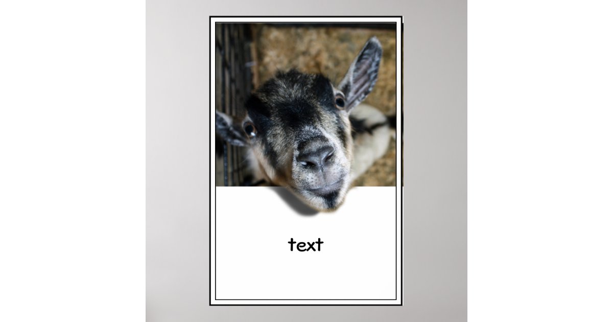 Nosy Goat Looking Out Poster | Zazzle