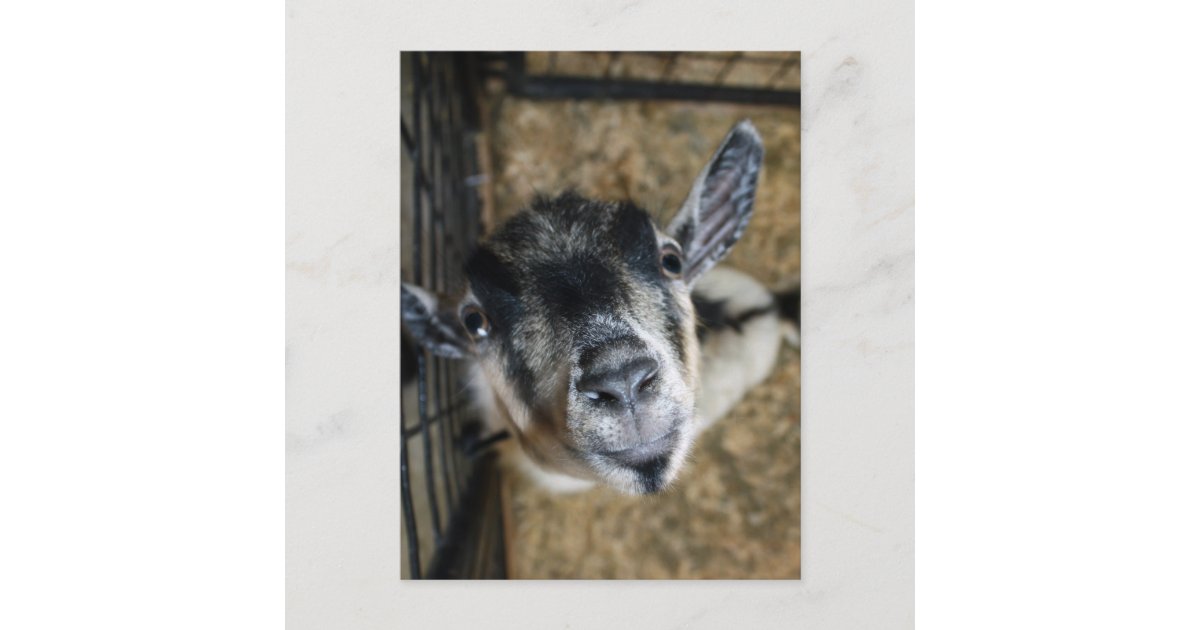 Nosy Goat Looking Up Postcard | Zazzle