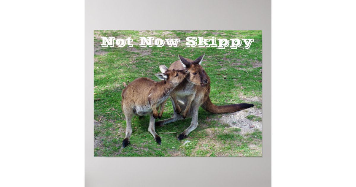 Not Now Skippy Poster | Zazzle