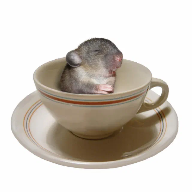 Not till I've had my coffee Photo Sculpture | Zazzle