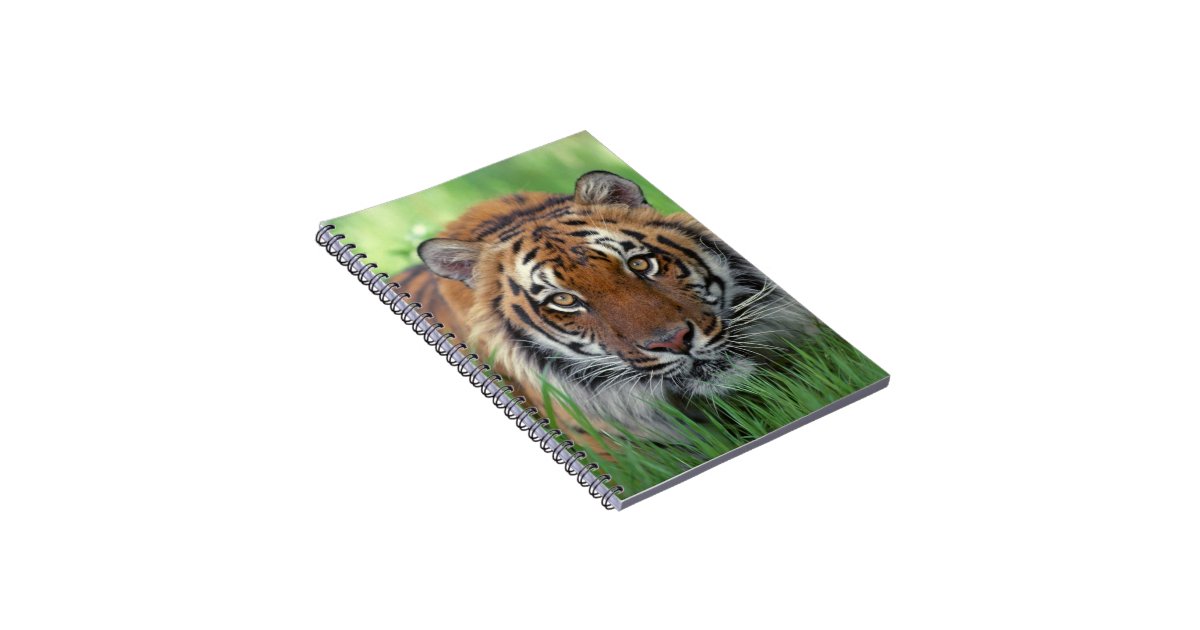 Notebook-Tiger Notebook | Zazzle