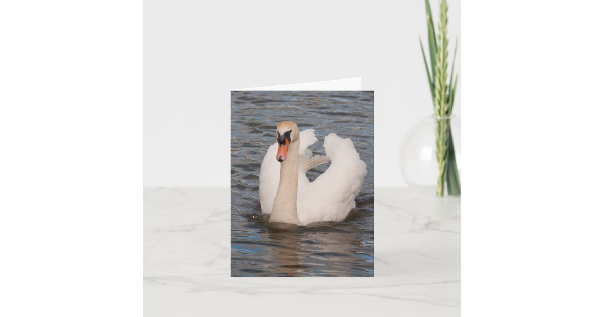 Notecard: 'Grace' Male Mute Swan Card | Zazzle