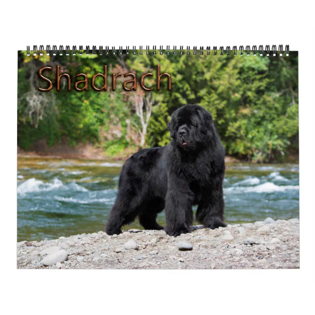 Notta Bear Newfoundlands Year of Shadrach Calendar | Zazzle