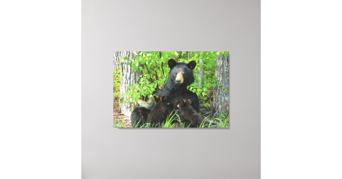 Nursing Black Bear and Twin Cubs Canvas Print | Zazzle