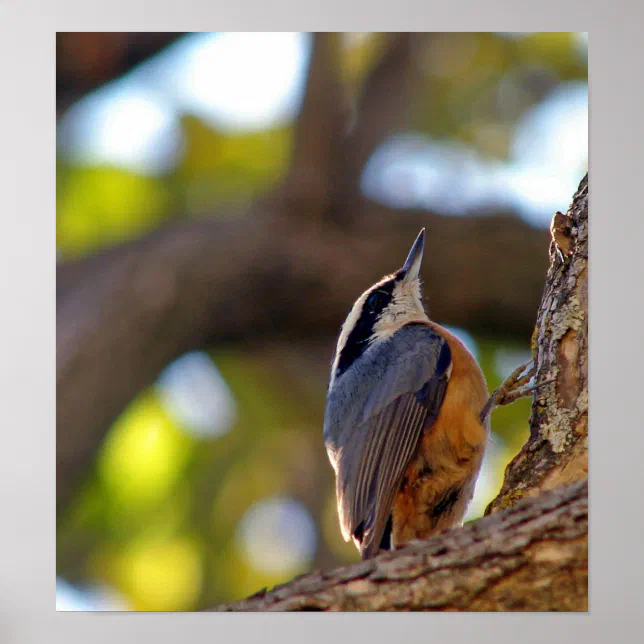 Nuthatch bird poster | Zazzle