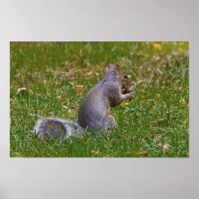 Nutty Squirrel Poster | Zazzle