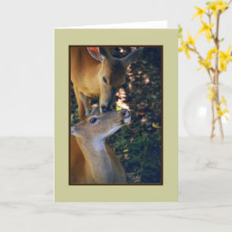 'Nuzzling Deer Duo' Blank Greeting Card | Zazzle