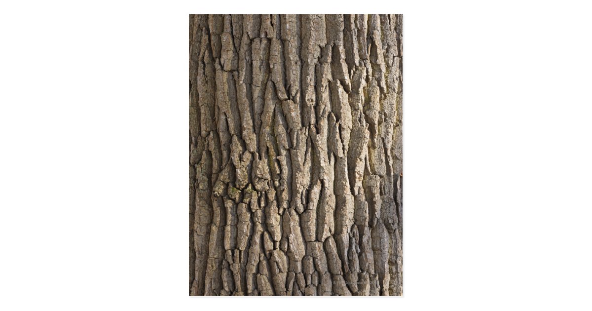 Oak Bark, Aschaffenburg, Franconia, Bavaria, Postcard | Zazzle.com